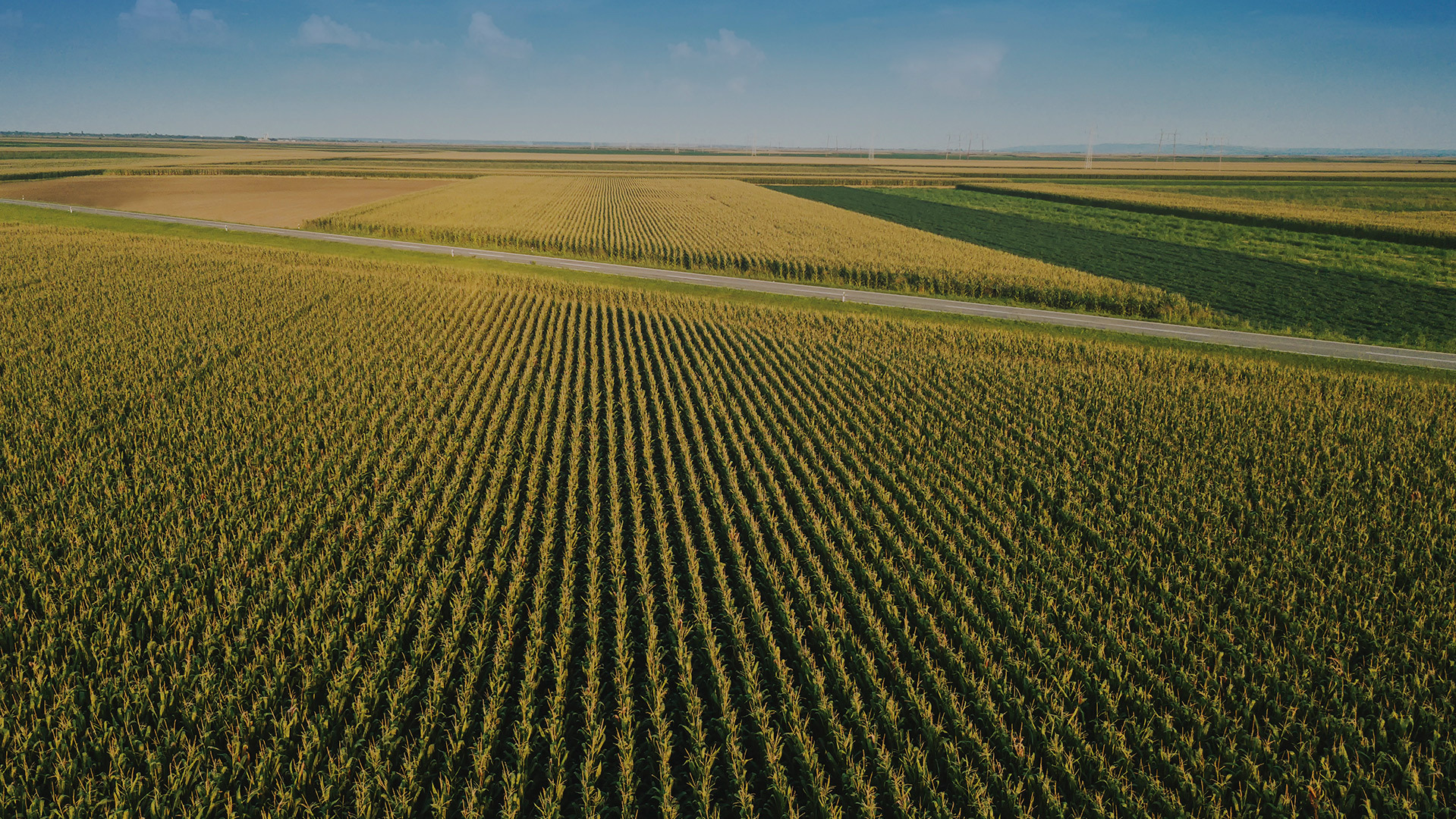 Plan your Forage Crops